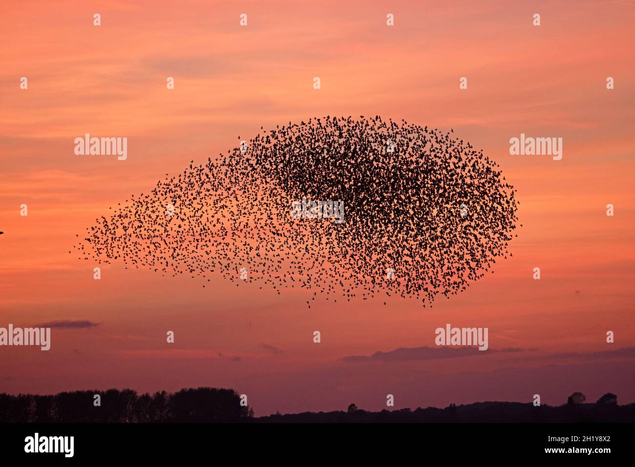 Starlings at Roost at Minsmere RSPB Reserve against a beautiful sunset ...