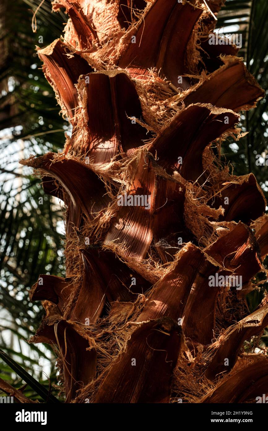 Palm tree bast. Textured effect of palm tree bark Stock Photo - Alamy