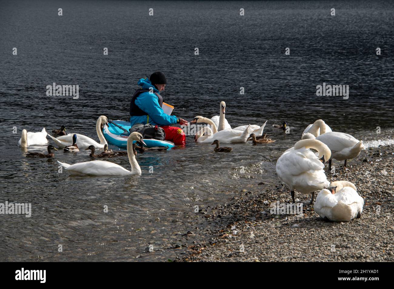 A local man sitting on his floating surfboard, feeding the swans and ...