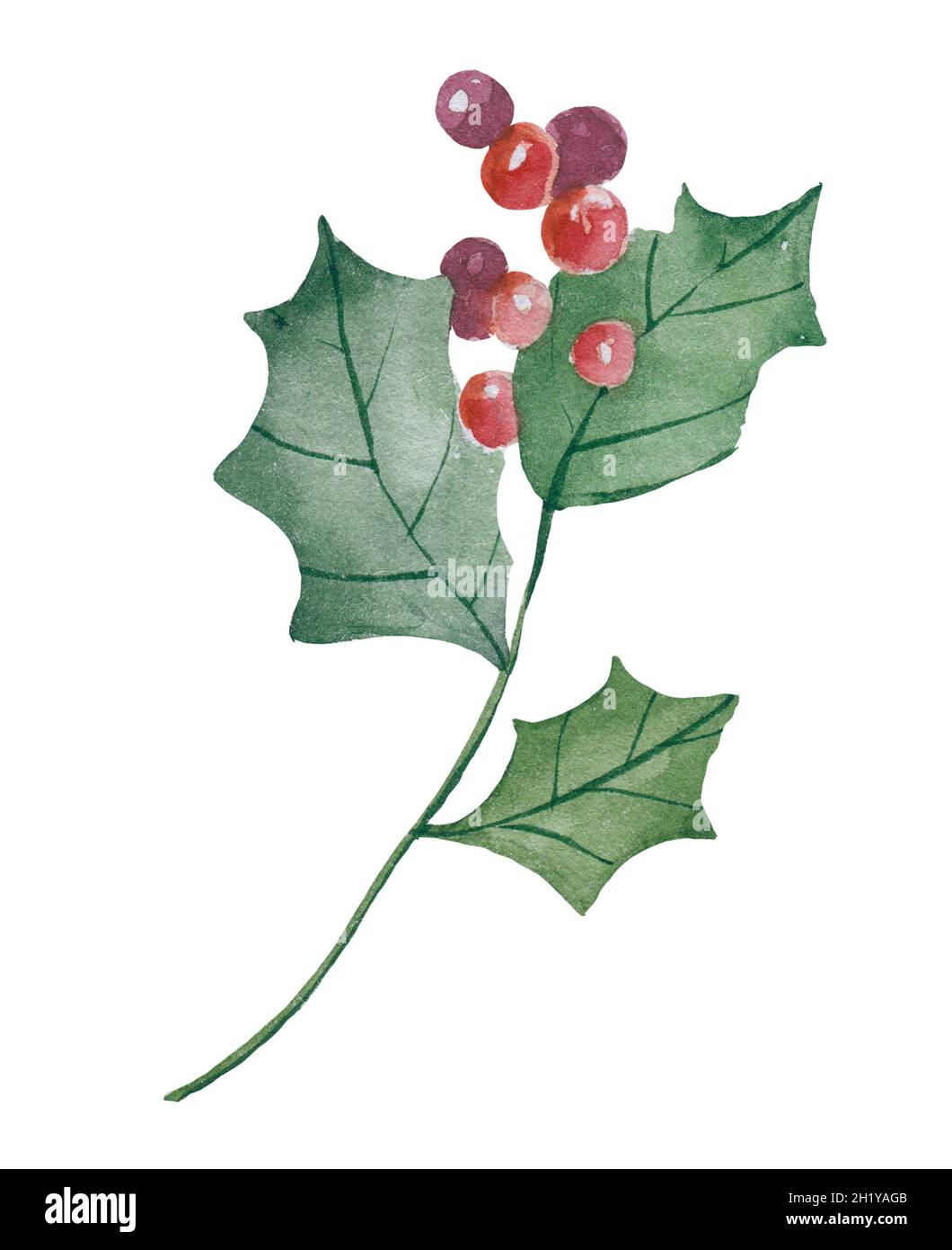 Watercolor Christmas Holly. Hand painting. Watercolor. Illustration for ...