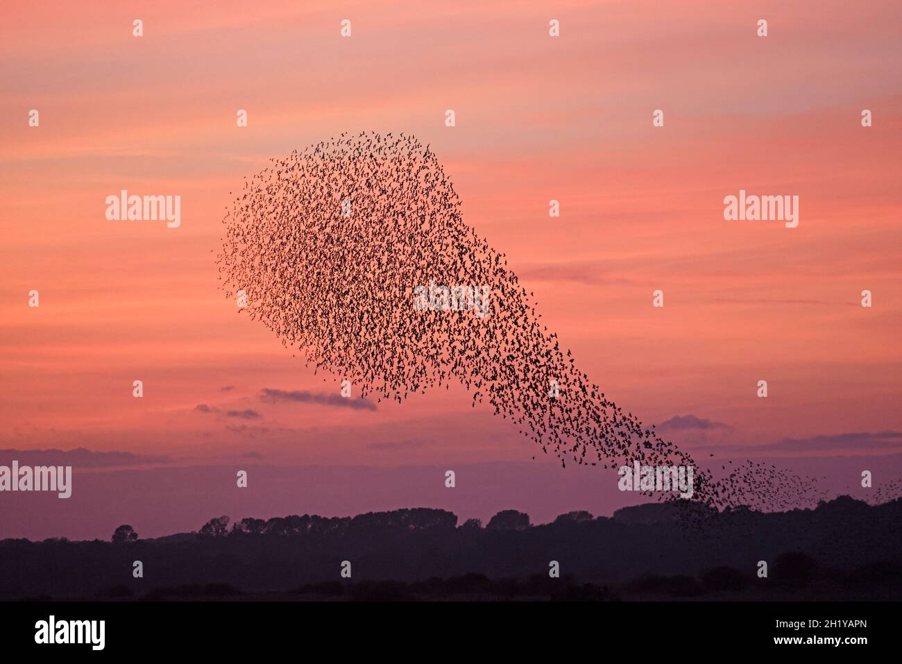 Starlings at Roost at Minsmere RSPB Reserve against a beautiful sunset ...