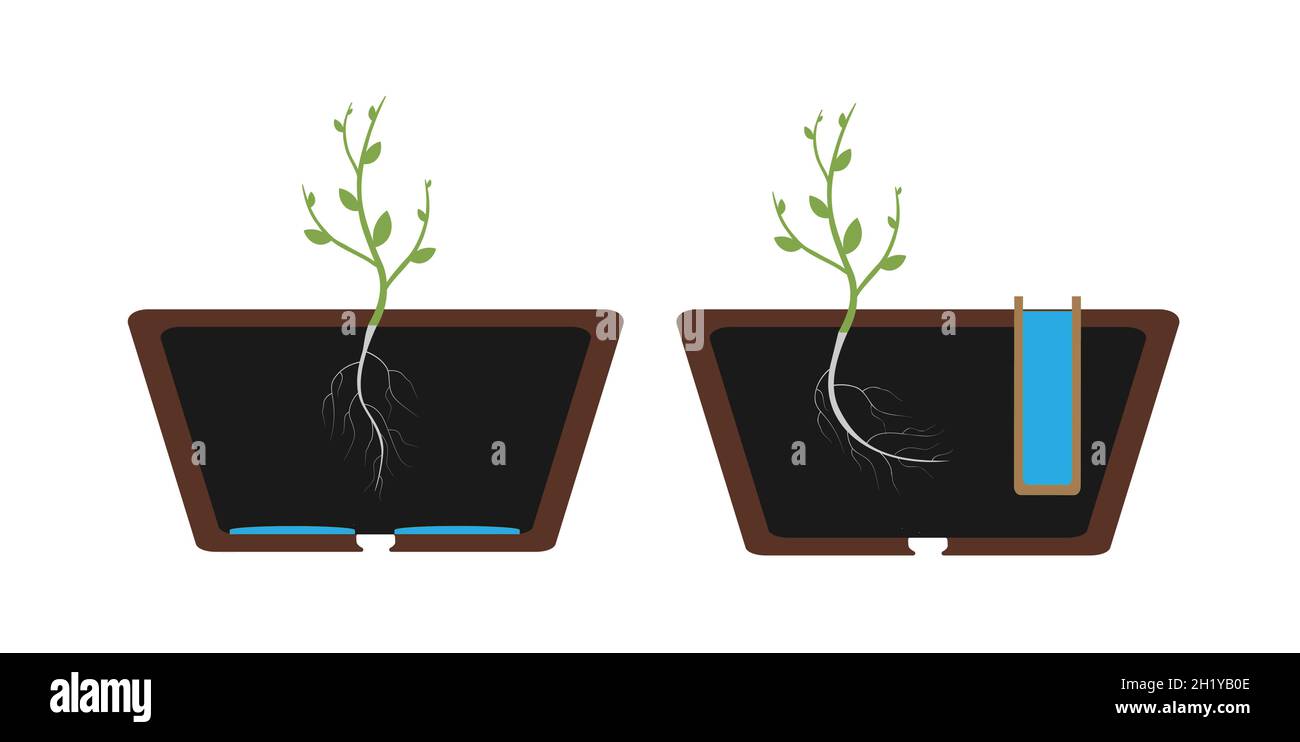 Hydrotropism - plant's growth response in which the direction of growth ...