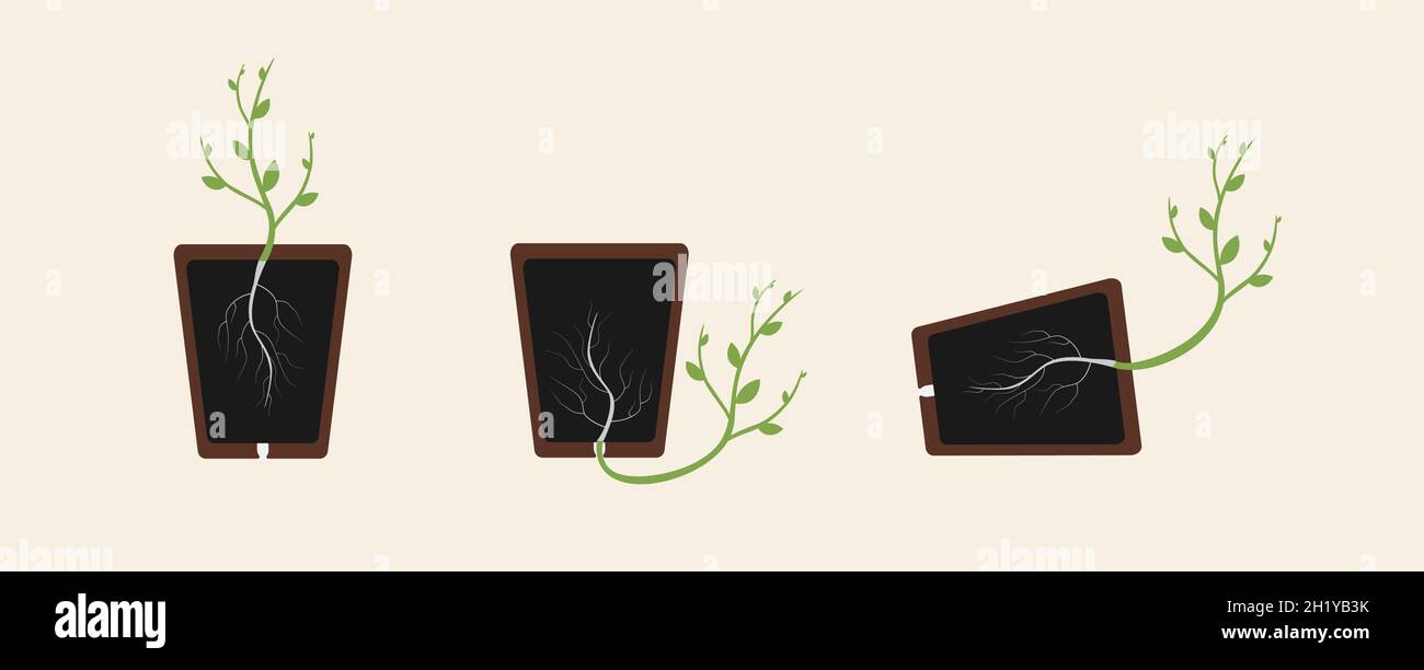 Gravitropism Examples