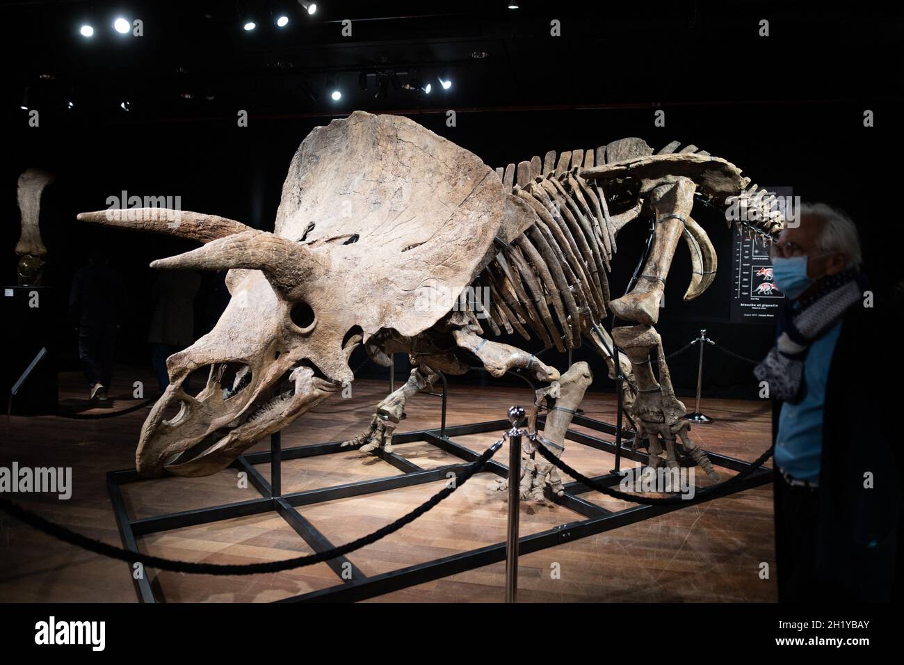 Big john triceratops hi-res stock photography and images - Alamy