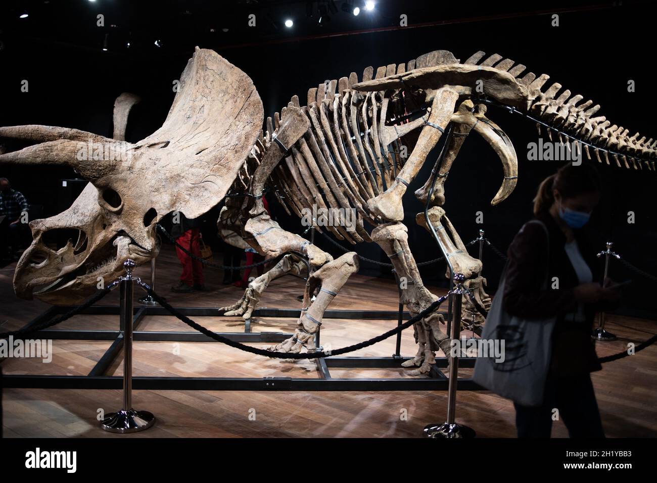 Big john triceratops hi-res stock photography and images - Alamy