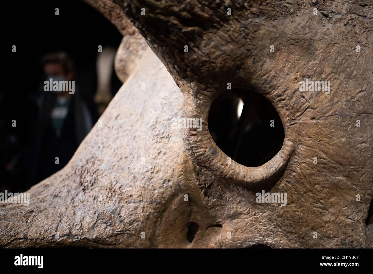 Big john triceratops hi-res stock photography and images - Alamy