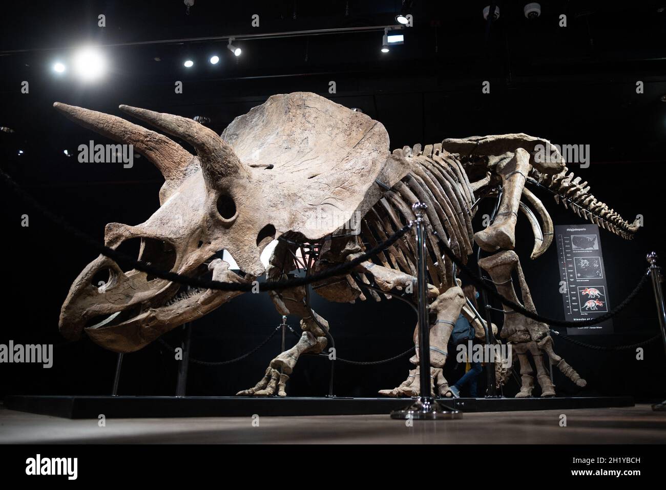 Big john triceratops hi-res stock photography and images - Alamy