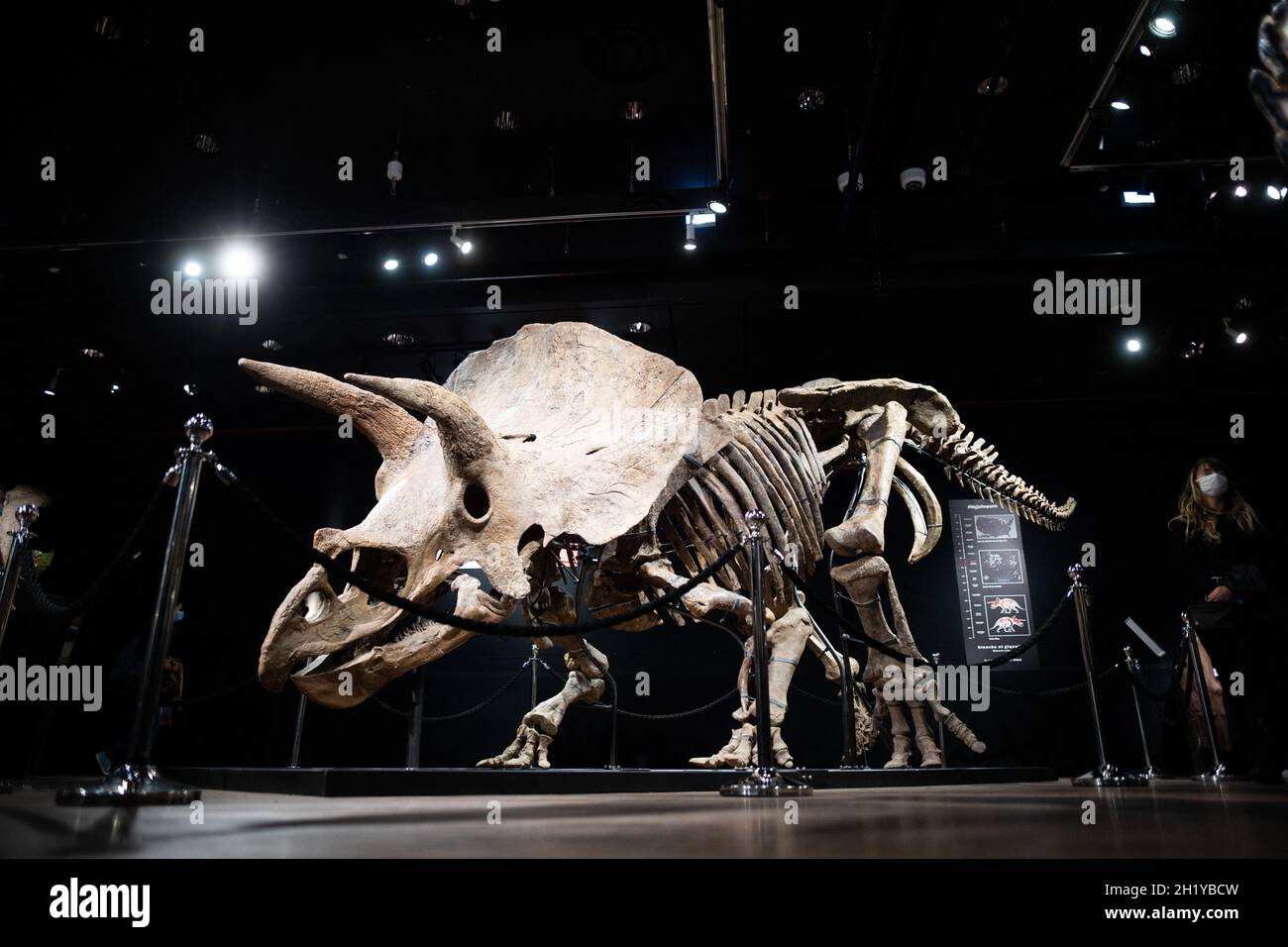 Big john triceratops hi-res stock photography and images - Alamy