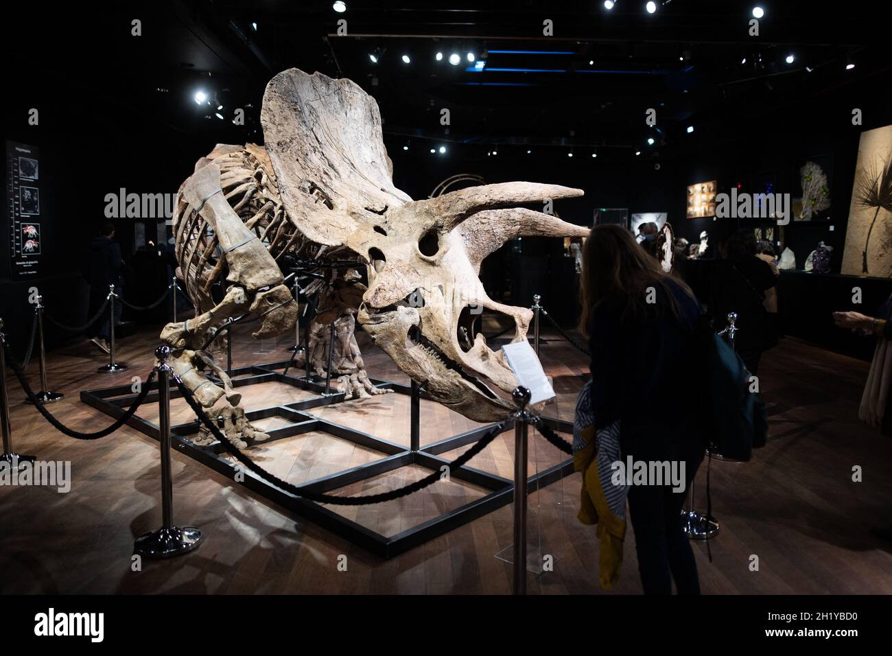 Big john triceratops hi-res stock photography and images - Alamy