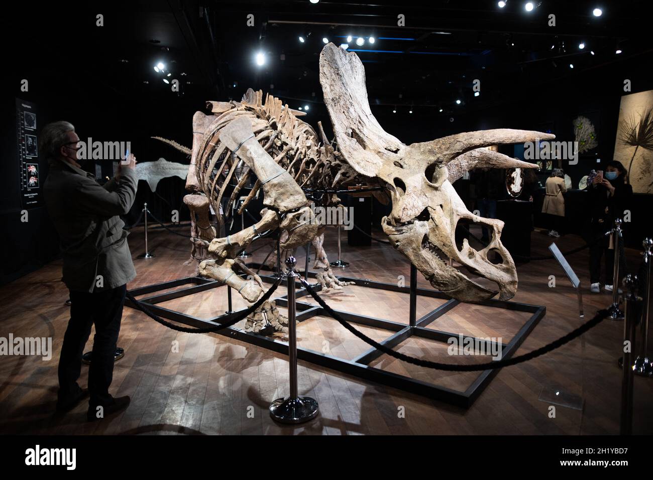 Big john triceratops hi-res stock photography and images - Alamy