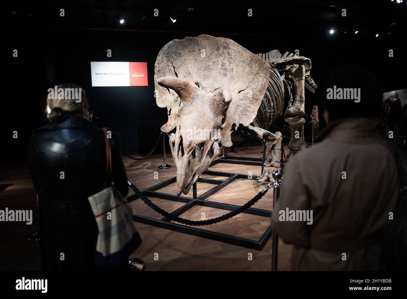 Big john triceratops hi-res stock photography and images - Alamy