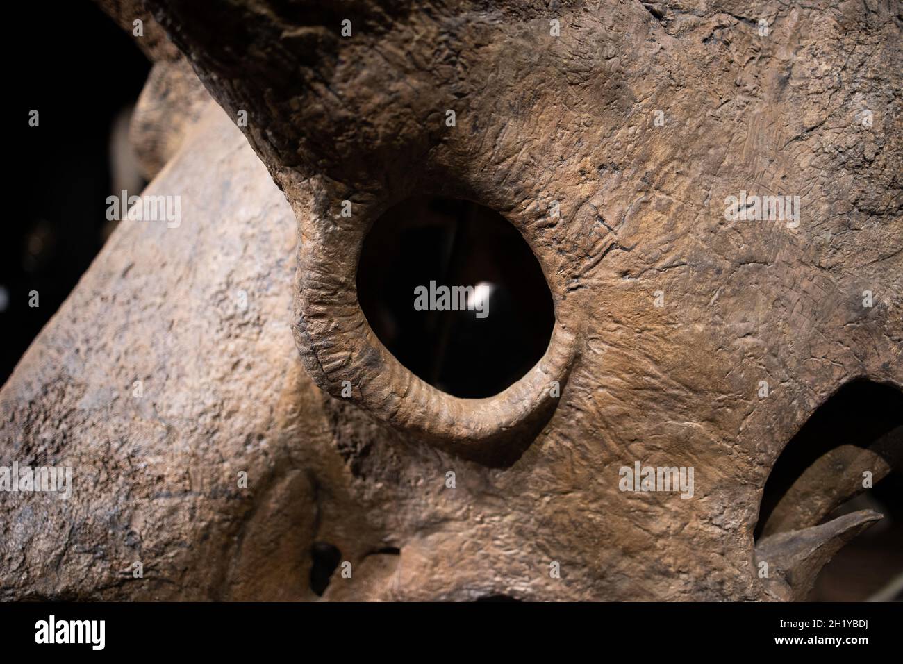 Big john triceratops hi-res stock photography and images - Alamy