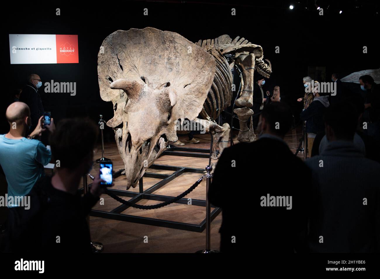 Big john triceratops hi-res stock photography and images - Alamy