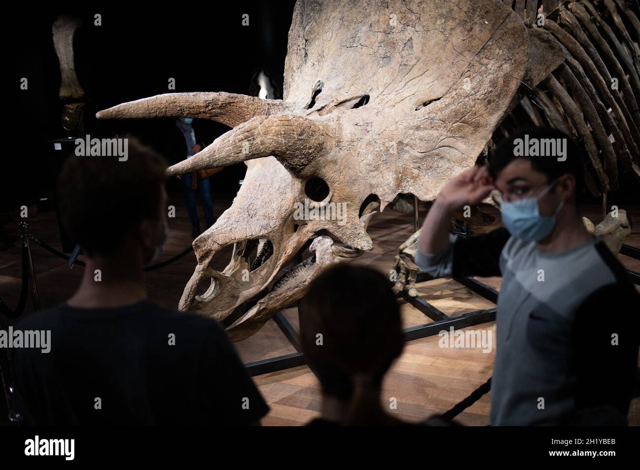 Big john triceratops hi-res stock photography and images - Alamy