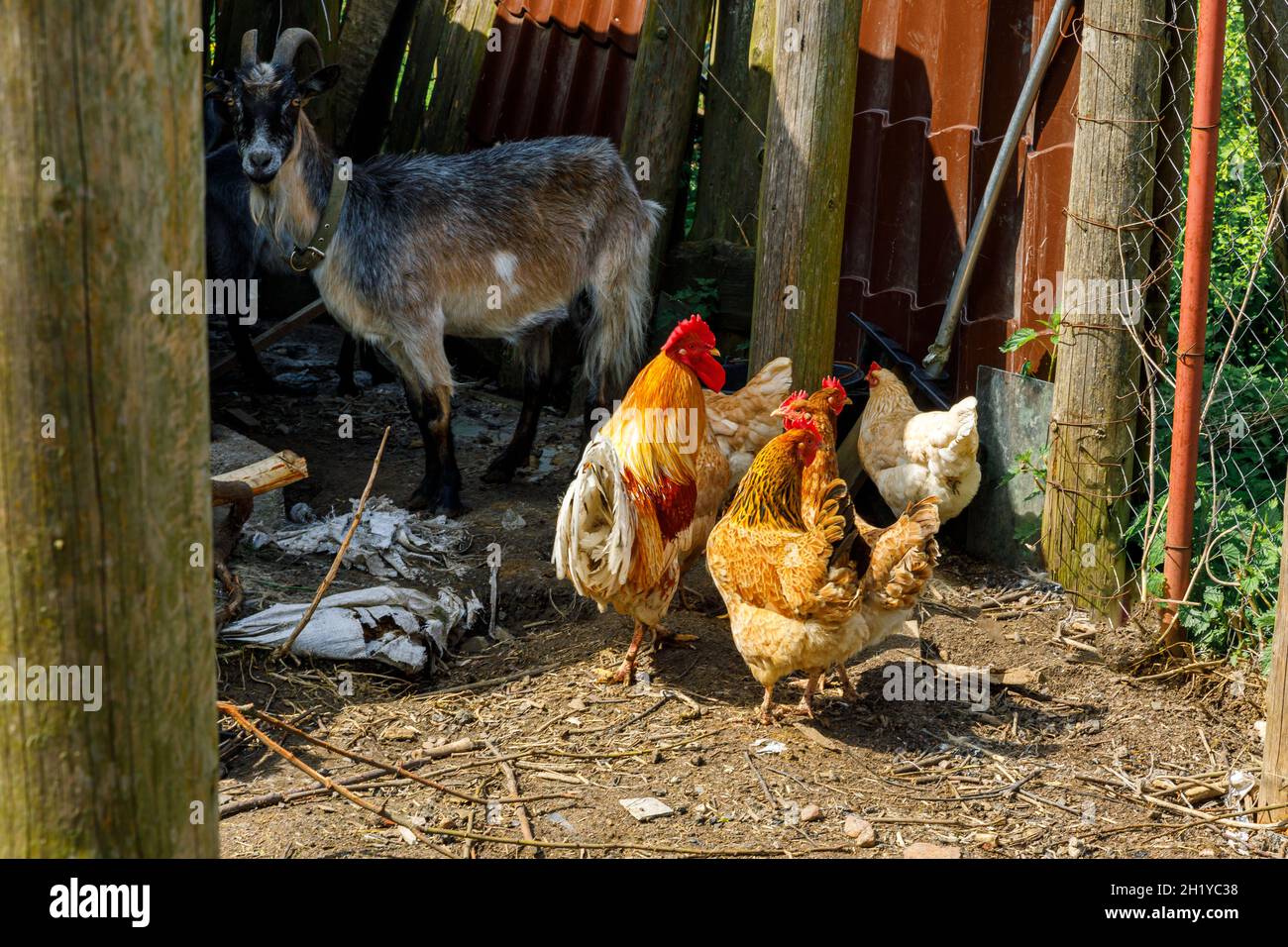 Goat and free range chicken on organic animal farm freely grazing in ...
