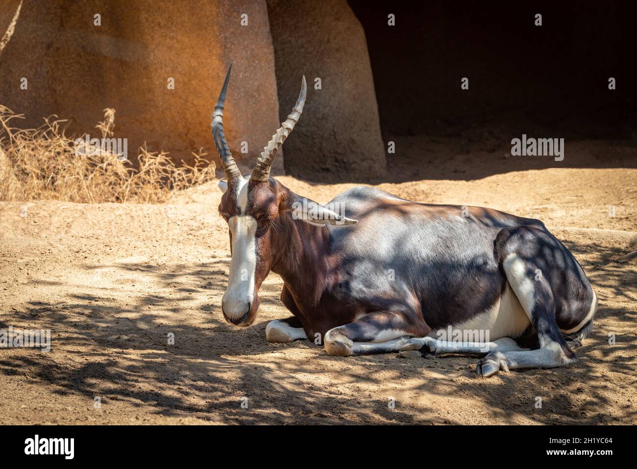 African antelope hi-res stock photography and images - Alamy