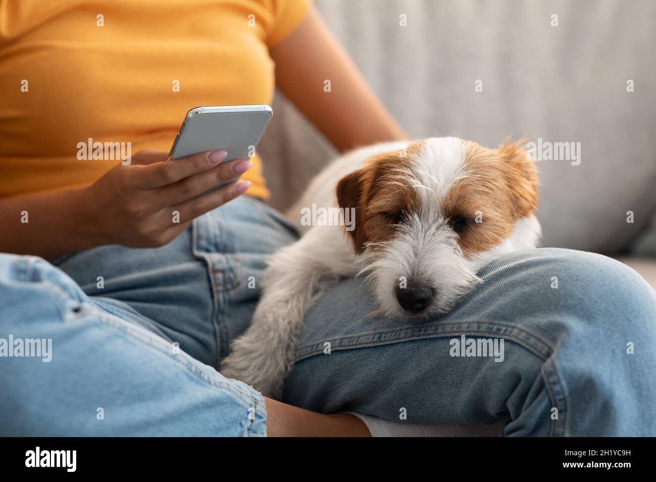 Adorable fluffy jack russel dog sleeping on owner laps Stock Photo - Alamy