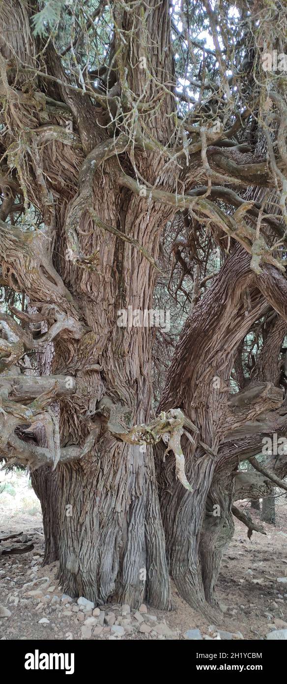 Juniperus thurifera (Spanish juniper) in Chelia national park, Aures ...