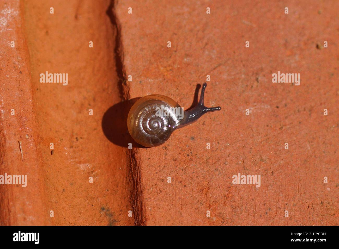 Draparnaud's glass snail (Oxychilus draparnaudi) a species of small ...