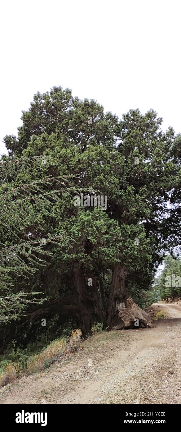 Juniperus thurifera (Spanish juniper) in Chelia national park, Aures ...