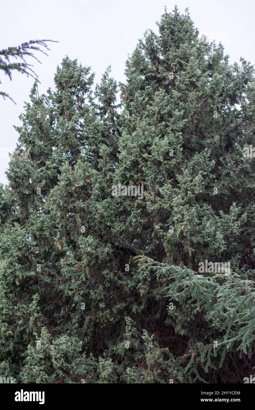 Juniperus thurifera (Spanish juniper) in Chelia national park, Aures ...