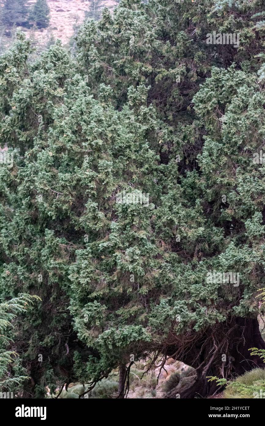 Juniperus thurifera (Spanish juniper) in Chelia national park, Aures ...