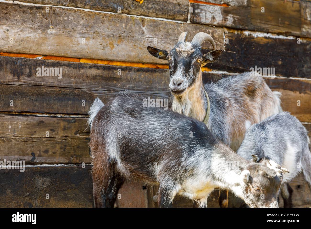 Modern animal livestock. Cute goat relaxing in yard on farm in summer ...