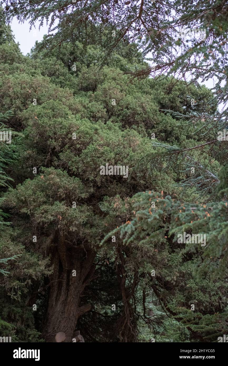 Juniperus thurifera (Spanish juniper) in Chelia national park, Aures ...