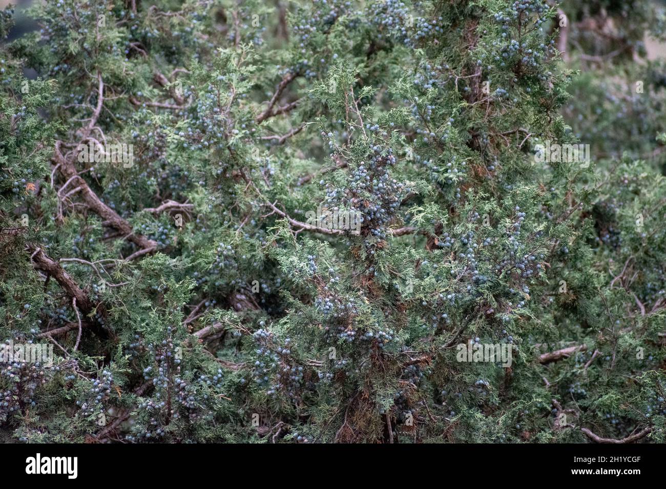 Juniperus thurifera (Spanish juniper) in Chelia national park, Aures ...
