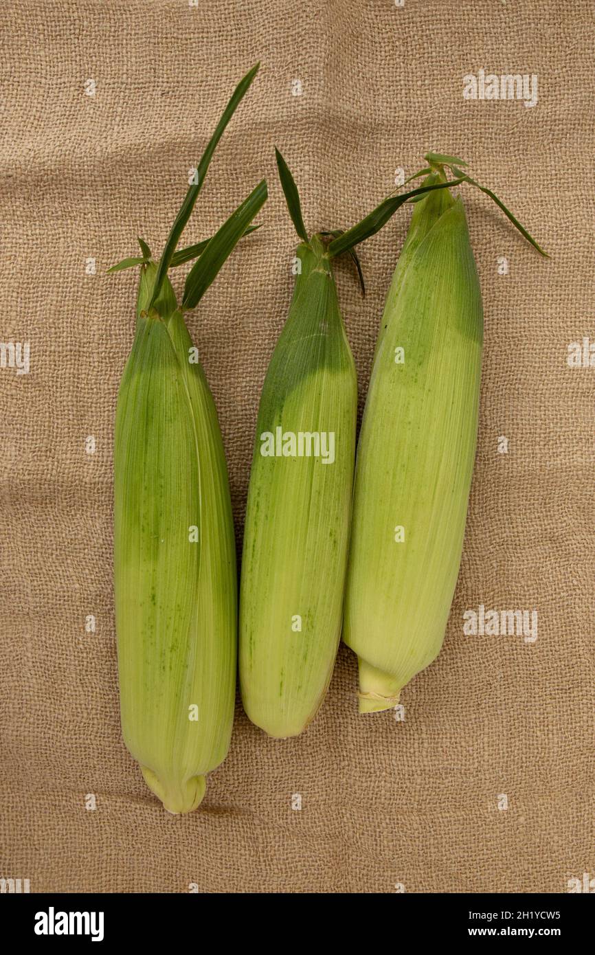 unpeeled yellow raw corn cobs on sackcloth, top view, three of corn ...