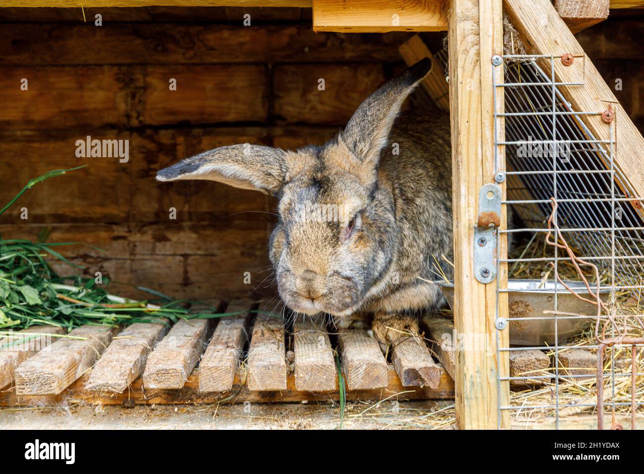 Small feeding brown rabbit chewing grass in rabbit-hutch on animal farm ...