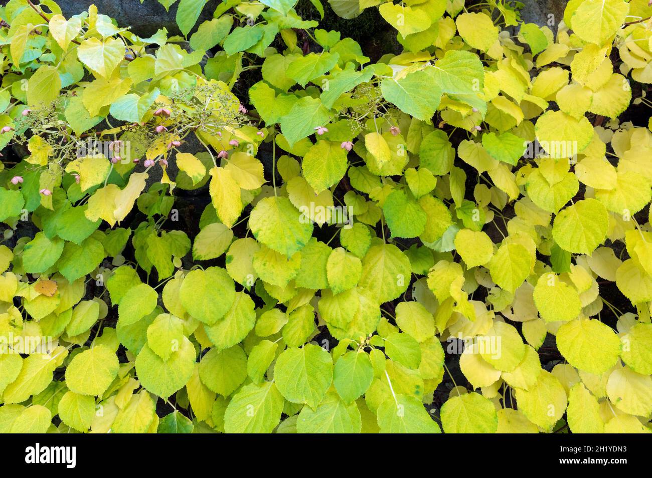 Climbing hydrangea (Hydrangea petiolaris) in autumn colors against old ...