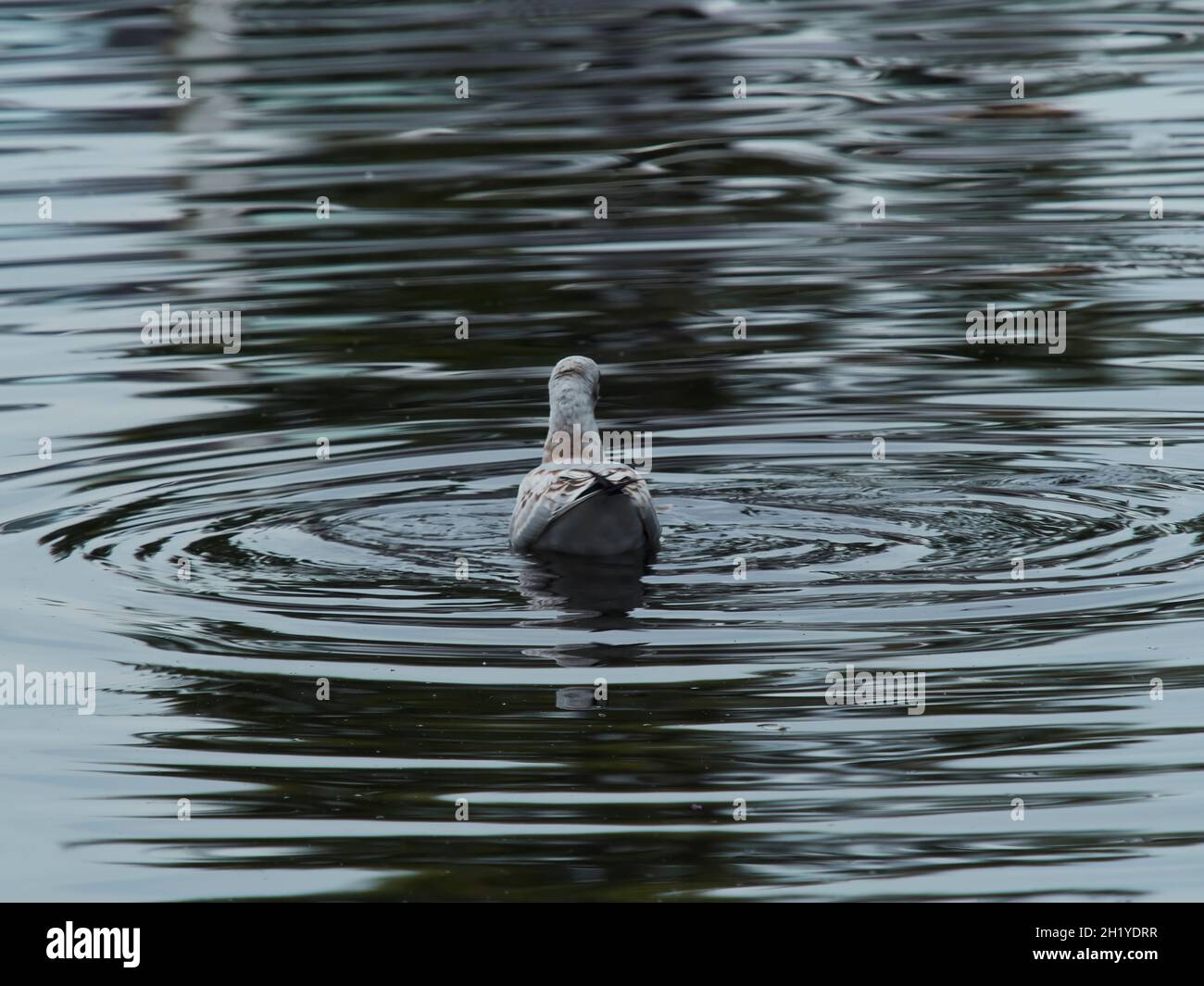 Concentric circles in nature hi-res stock photography and images - Alamy