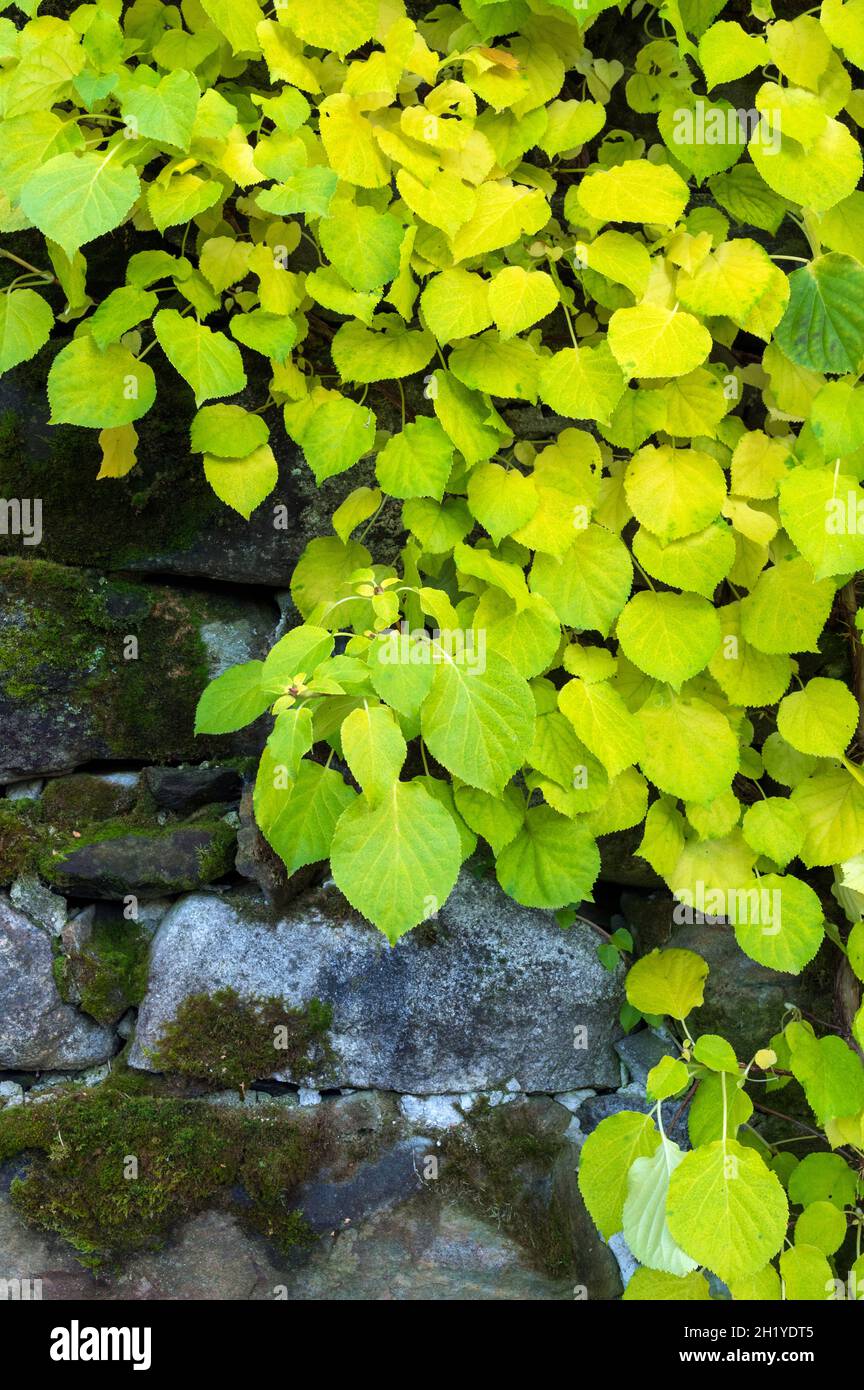 Climbing hydrangea hydrangea petiolaris hi-res stock photography and ...