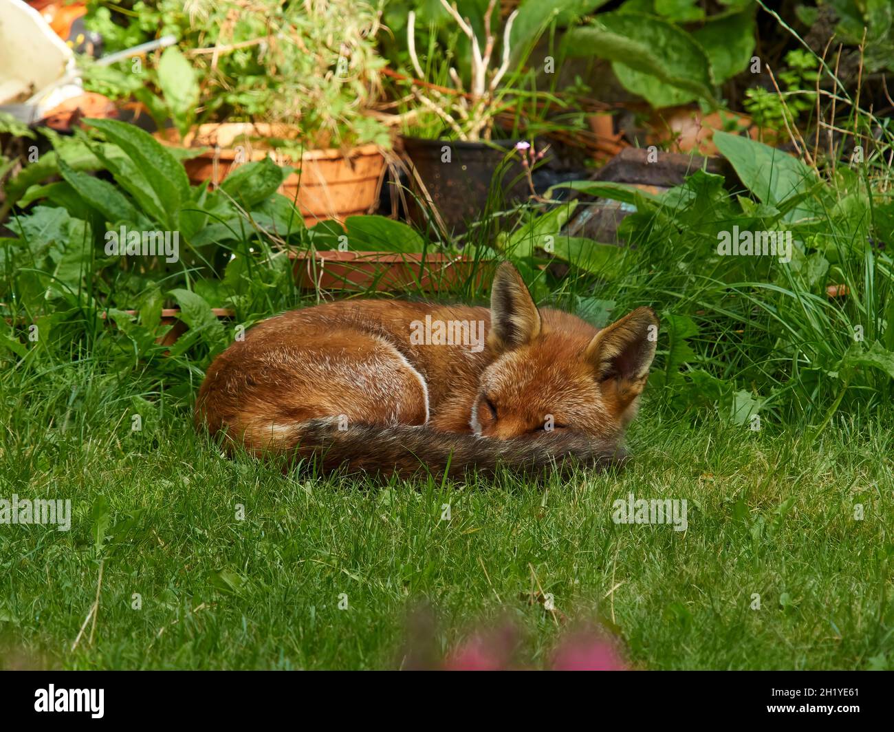 A fox visits a residential garden in London’s suburbs, curling up to ...