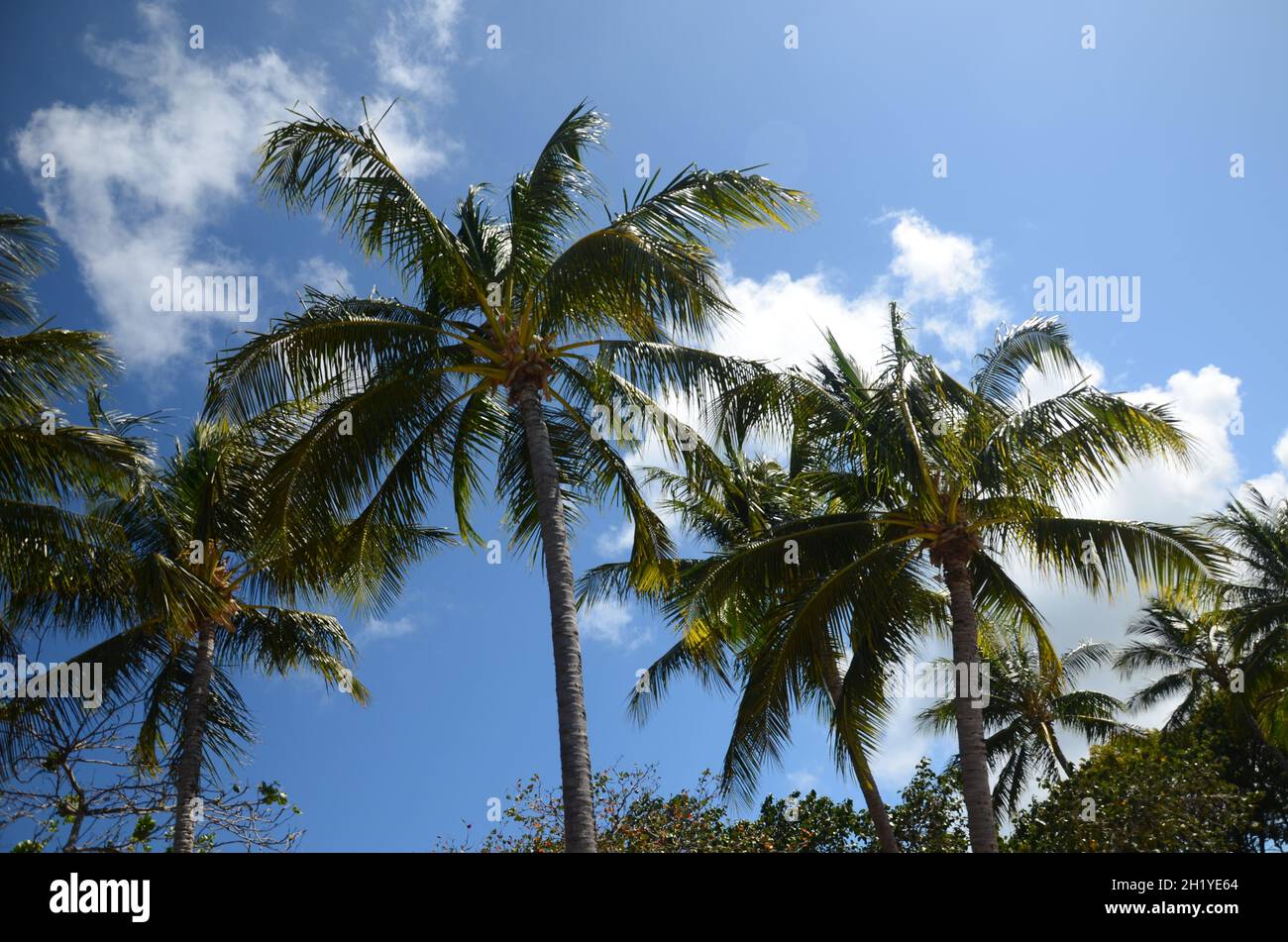 Palm trees, Tropical tree line, Pacific Drive Horseshoe Bay, Magnetic ...