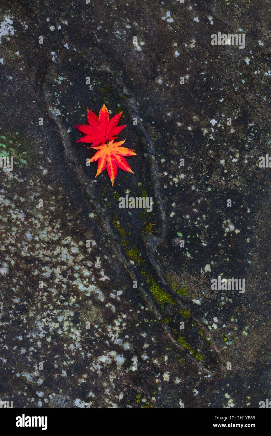 Maple leaves on rock hi-res stock photography and images - Alamy