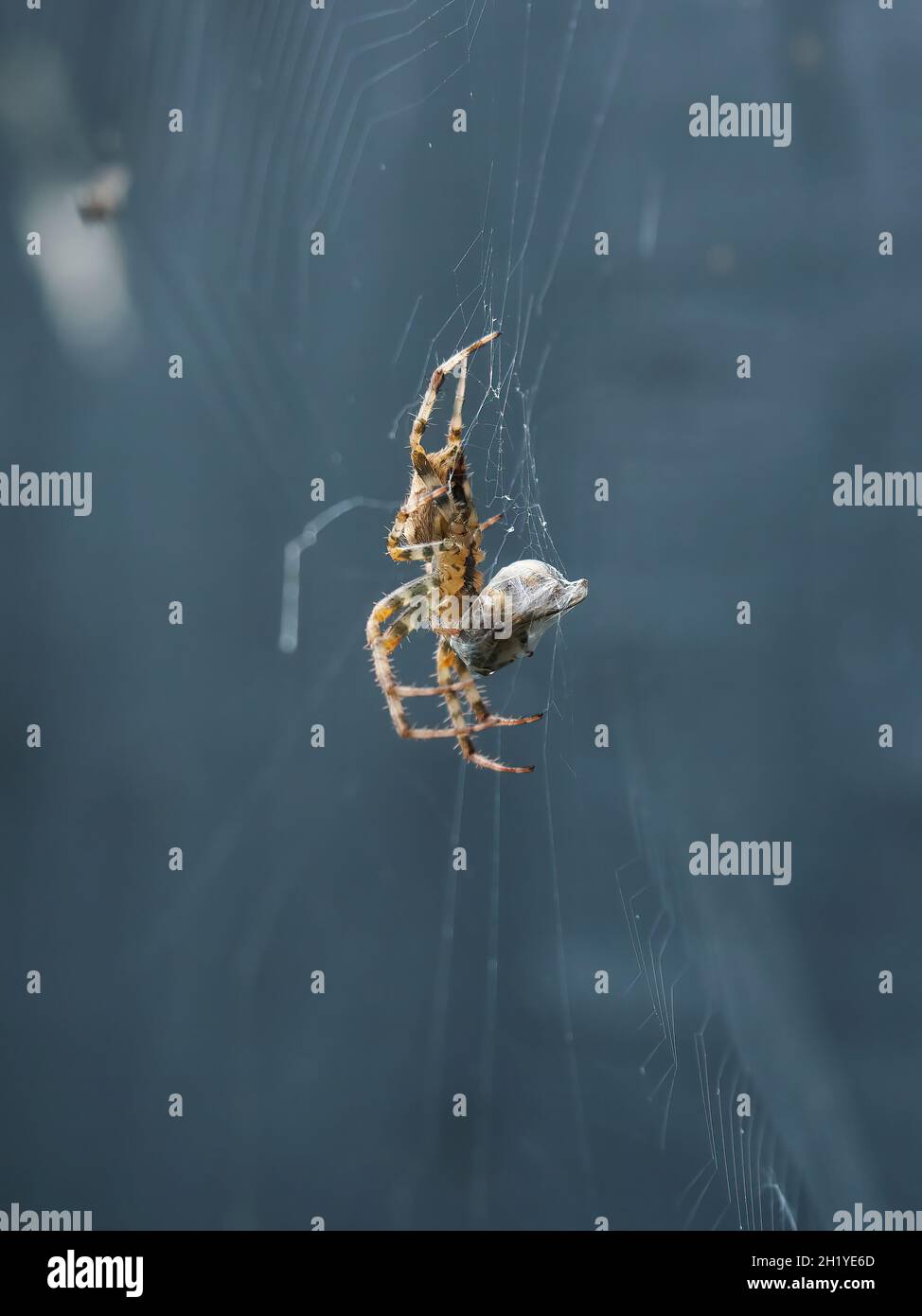 Spider web prey animals hunting hi-res stock photography and images - Alamy