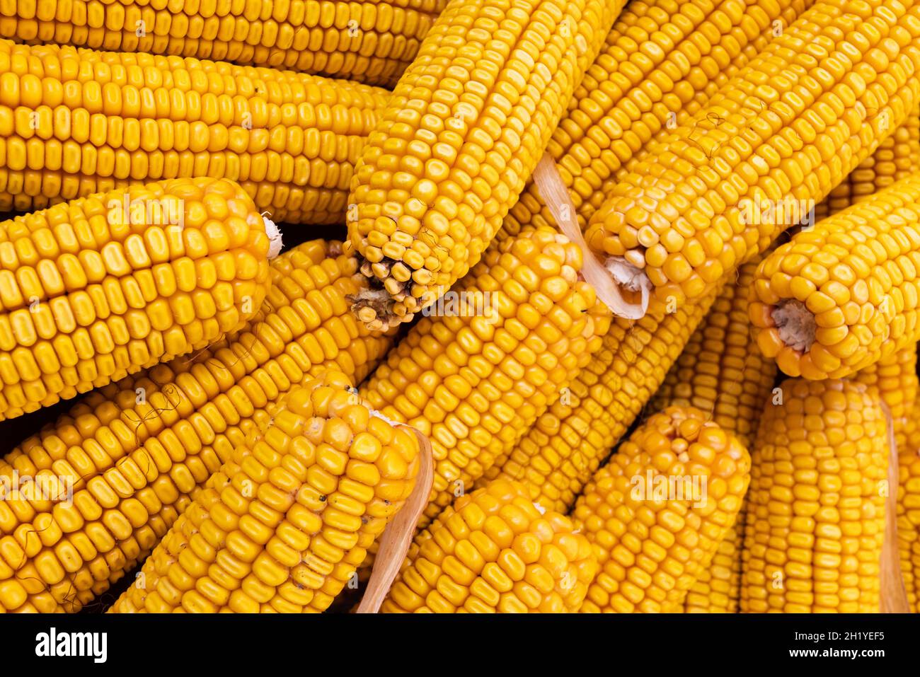 Dry corn cob background closeup. Agriculture, farming concept Stock Photo - Alamy