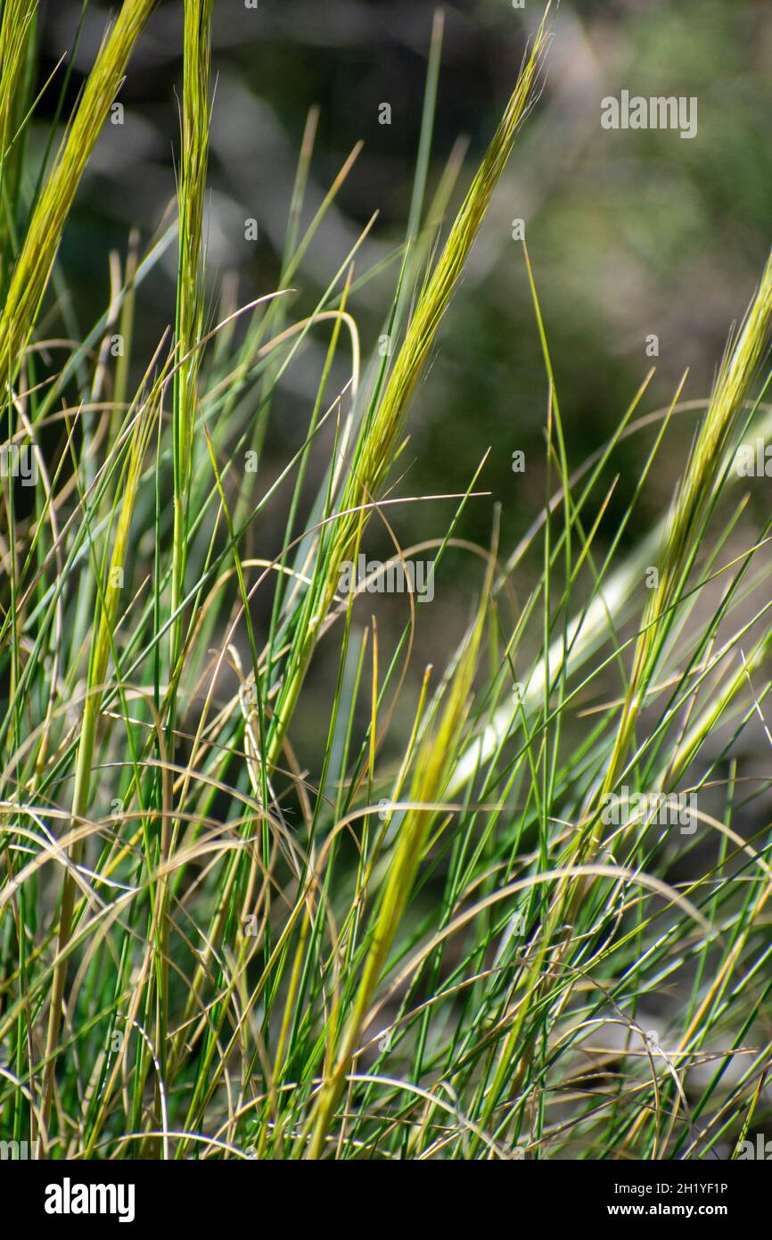 Close up stipa plant in hi-res stock photography and images - Alamy