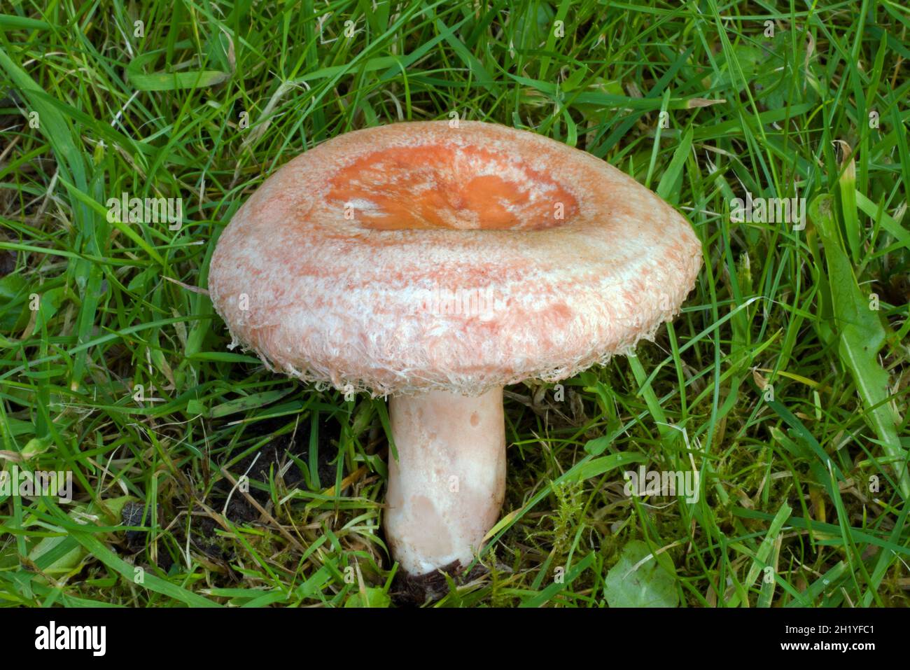 Lactarius torminosus woolly milkcap hi-res stock photography and images ...