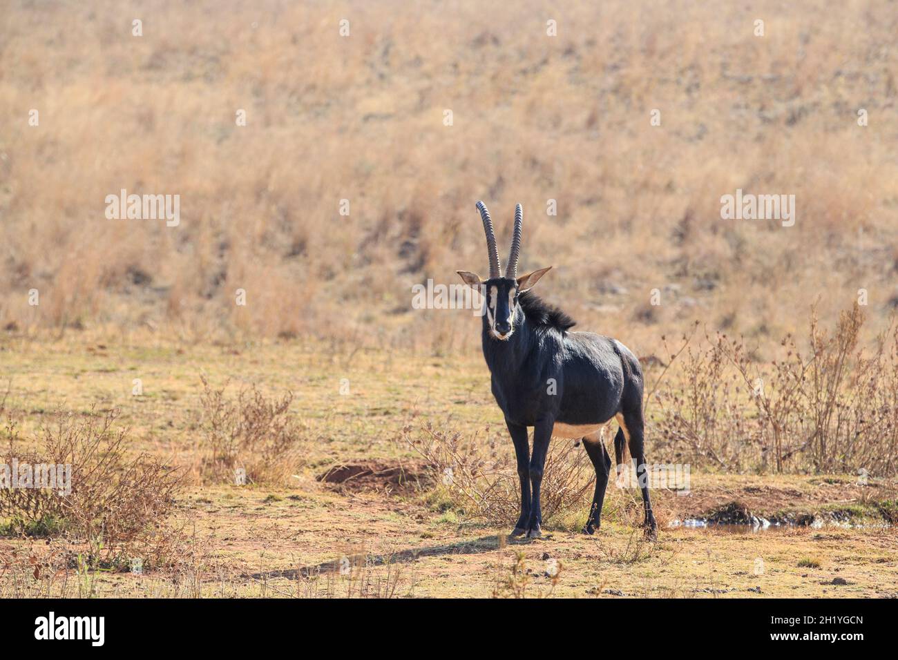 Giant Sable Antelope (Hippotragus niger) looking in camera. Waterberg ...