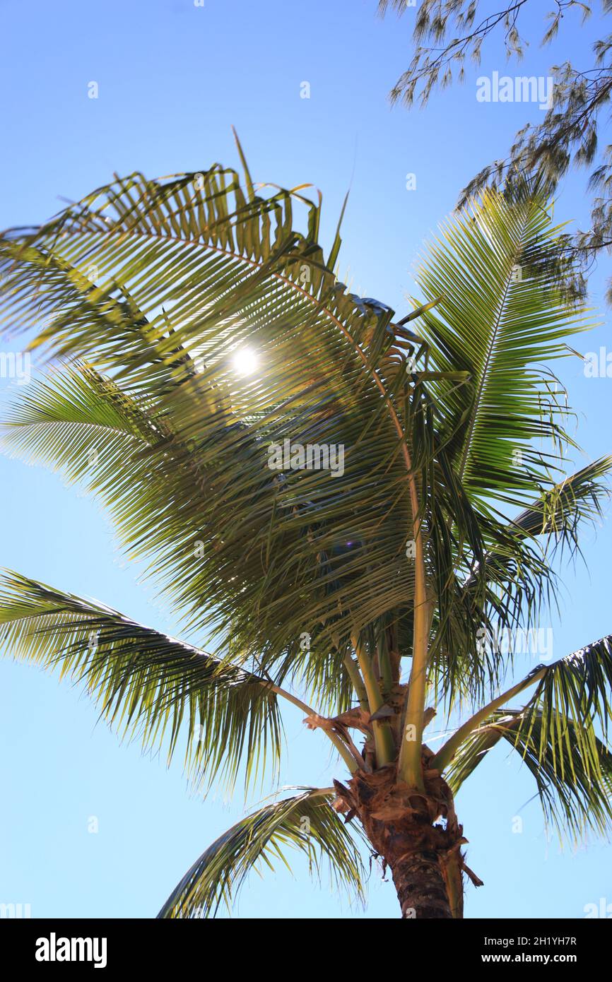 Palm trees, Tropical tree line, Pacific Drive Horseshoe Bay, Magnetic ...