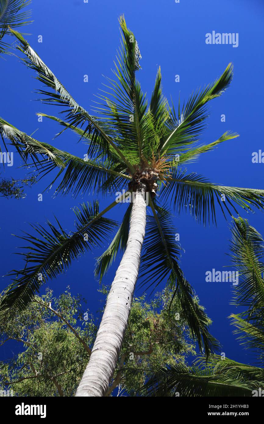 Tropical tree line hi-res stock photography and images - Alamy