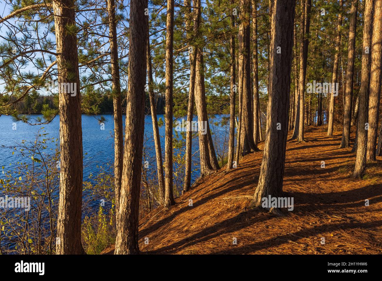 Red pines along the shore of Black Lake in northern Wisconsin Stock ...
