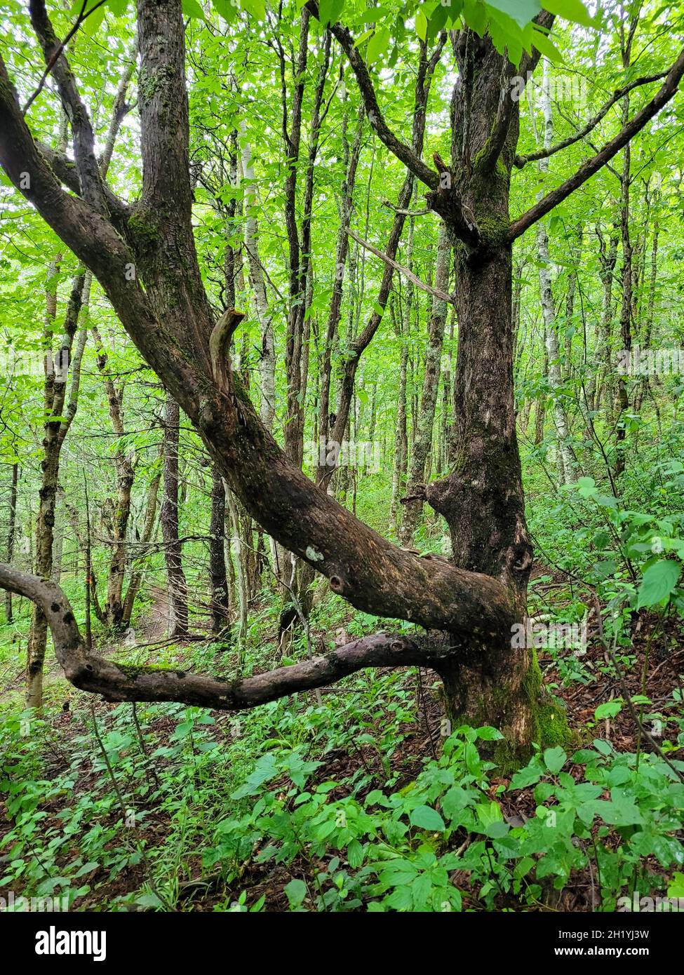 Vertical shot of a creepy old tree in a green forest path in Nova ...