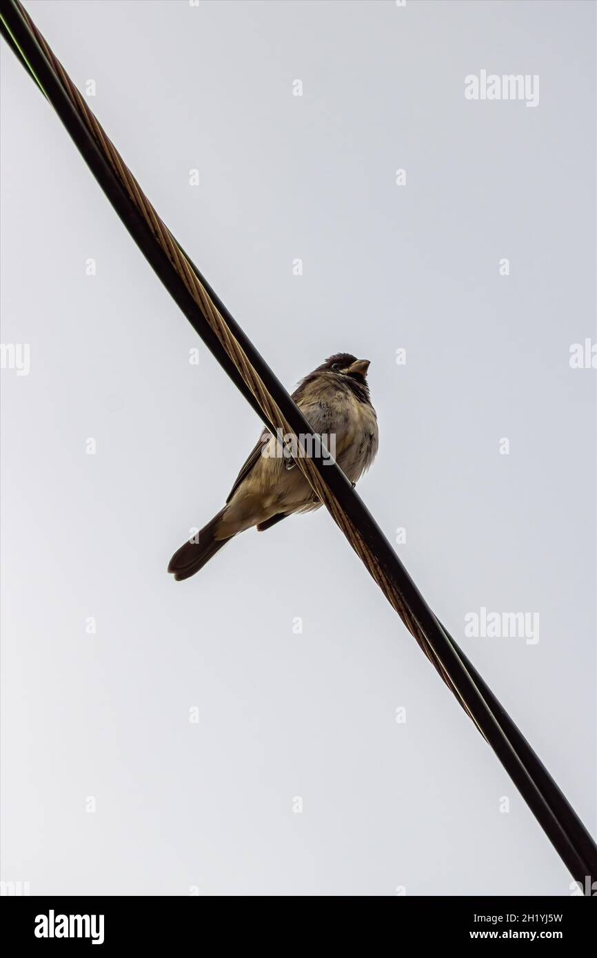 Flying little bird hi-res stock photography and images - Alamy