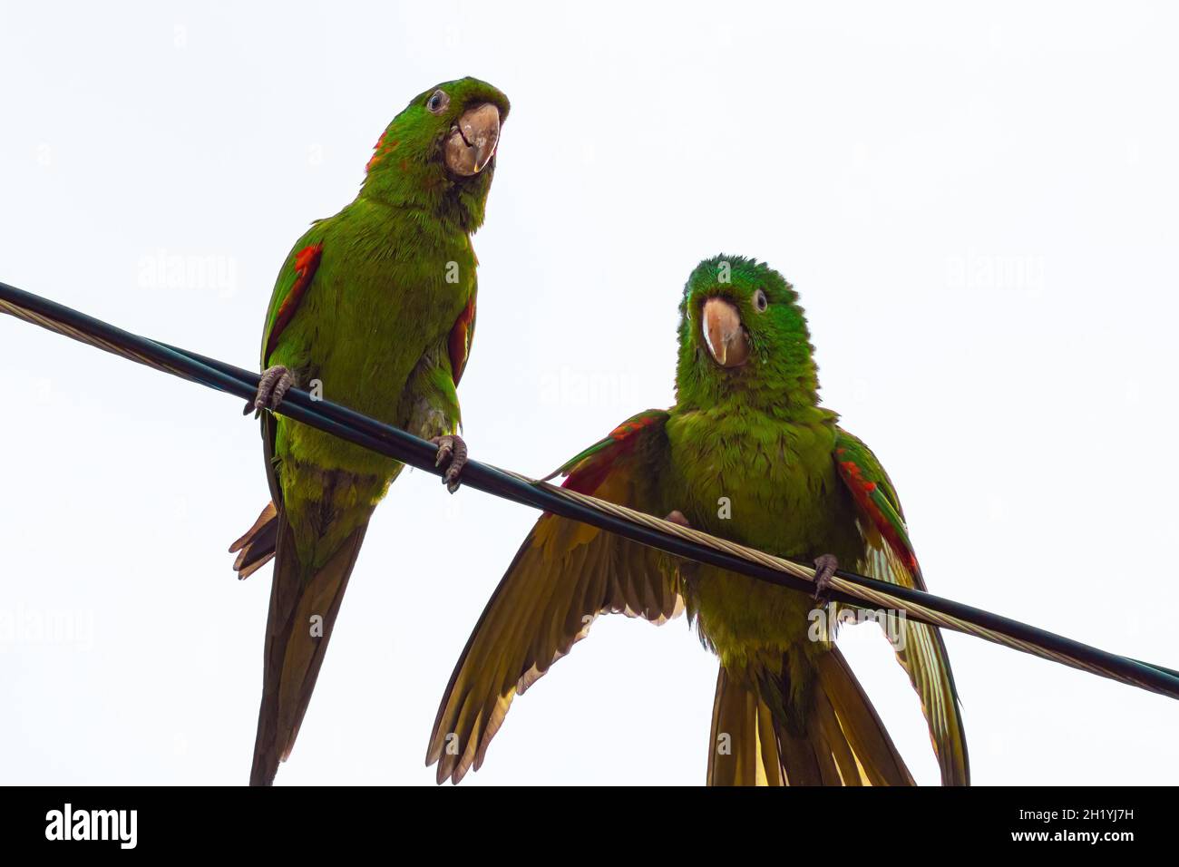 Couple of Parrots Stock Photo - Alamy