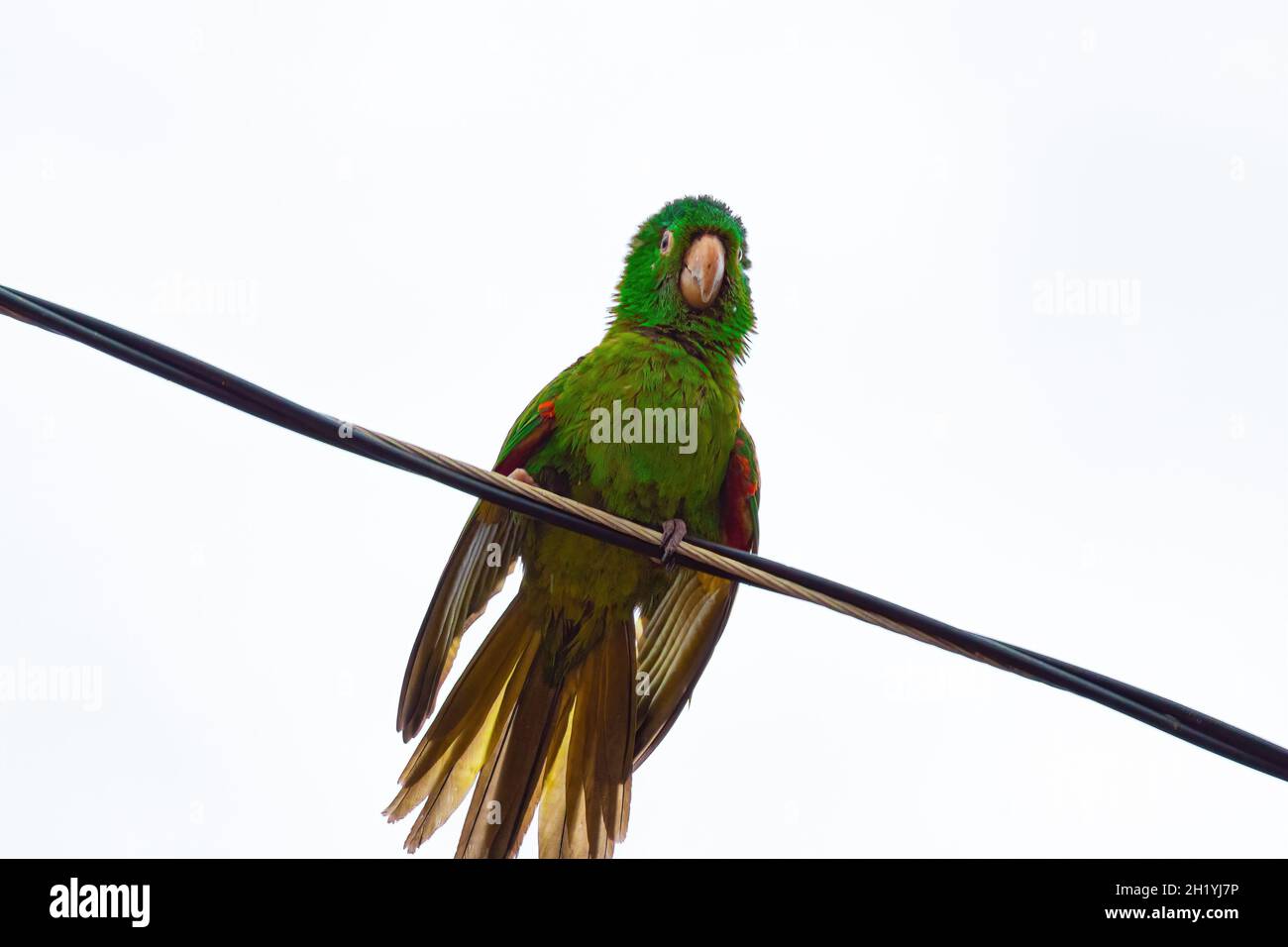 Popinjay parrot hi-res stock photography and images - Alamy
