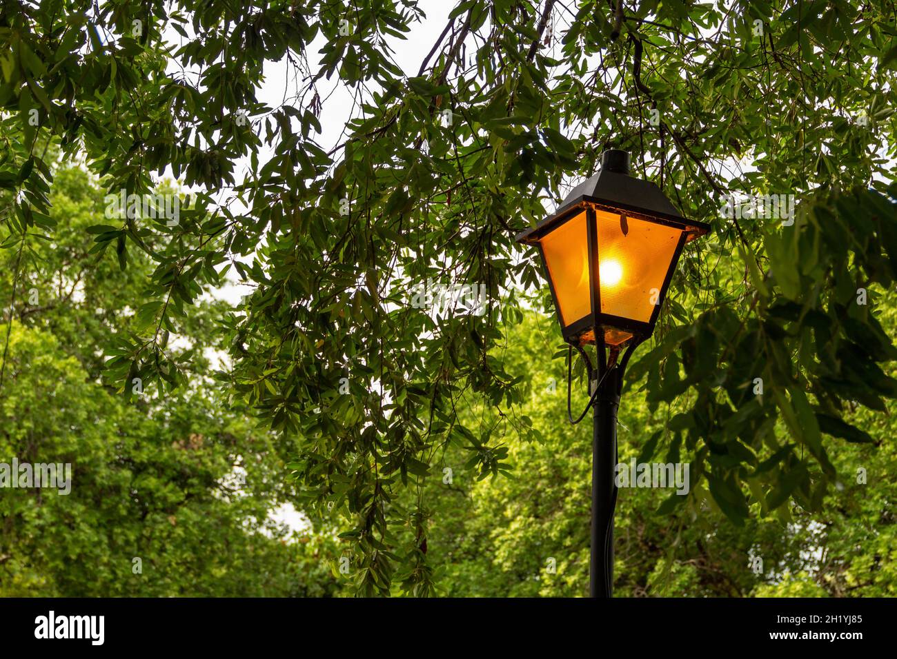 Leaf lamppost background hi-res stock photography and images - Alamy